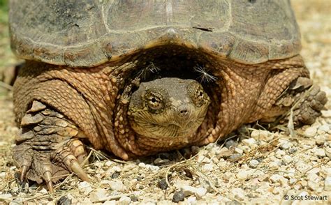 Image result for Michigan Snapping Turtle