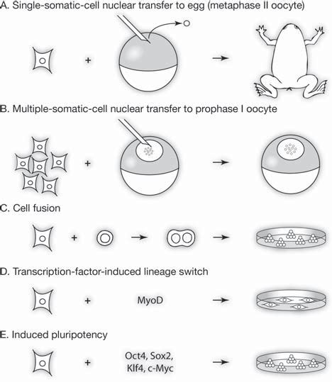 Image result for Nuclear Reprogramming