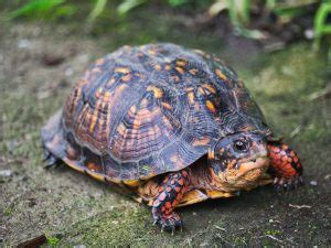 Image result for Turtles Making Sounds