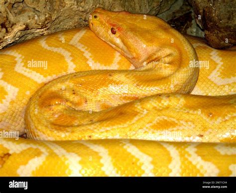Image result for Python Birman Albinos