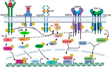 Image result for Gene Editing Direct Reprogramming