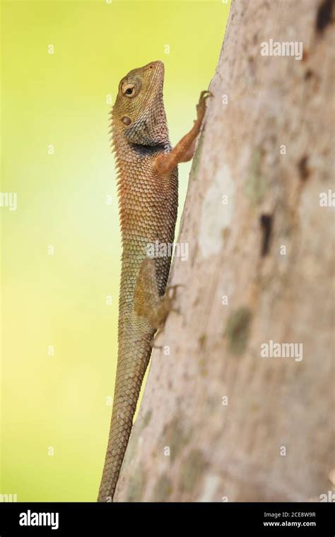 Image result for Lizard Side View