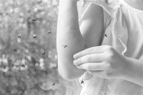 Image result for Insect Facts