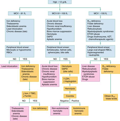 Image result for Algorithm for Anemia Work Up