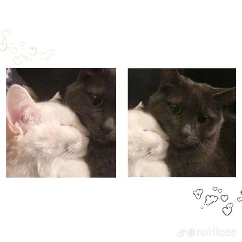 Image result for Scamming Matching Pfps