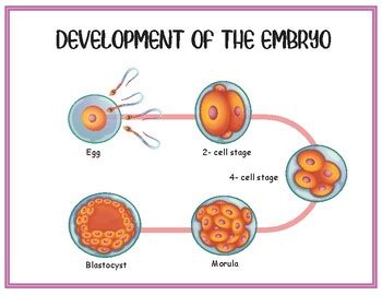Image result for Human Fertilization Explained