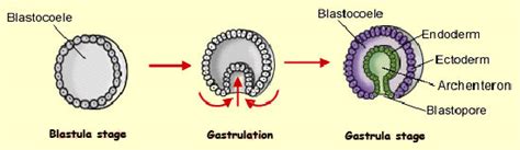 Image result for Blastula Development
