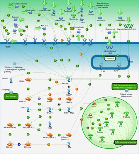 Image result for TLR Signaling Pathway