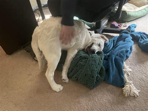 Image result for Perfectly Normal Dog