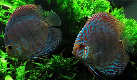 Image result for Red Turquoise Discus