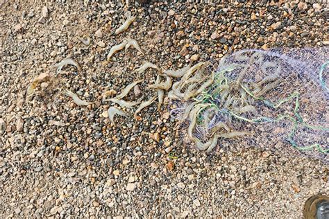 Image result for Catching Prawns