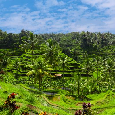 Image result for Java Bali