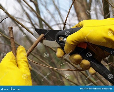 Image result for Pruning Tree Branches Spring
