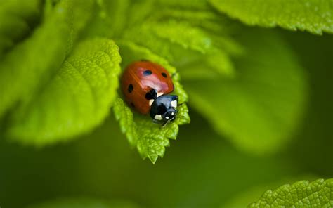 Image result for Windows Desktop Computer Background