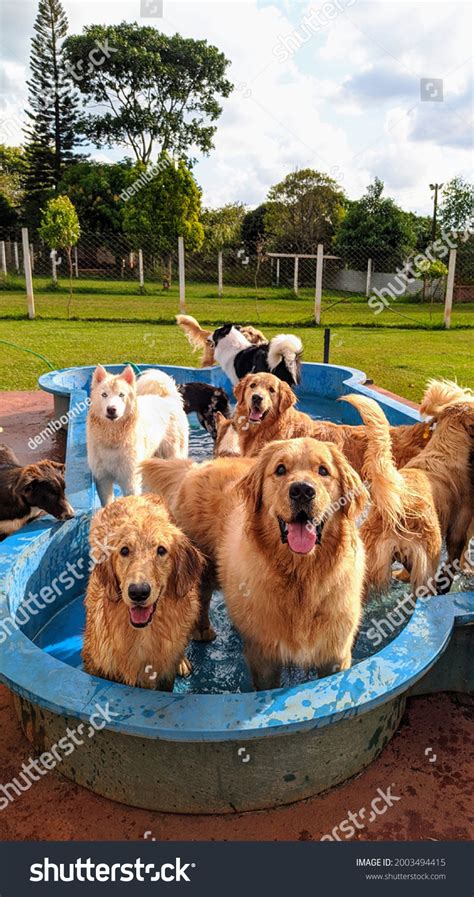 Image result for Pool Party for Dogs