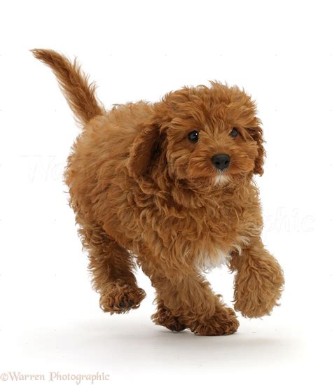 Image result for Disney Pixar Red Cavapoo Image