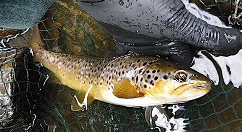 Image result for Quill Nymph Patterns