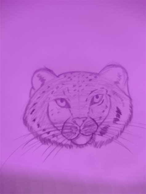 Image result for Snow Leopard Side Face