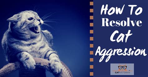 Image result for Cat Training Hand Aggression