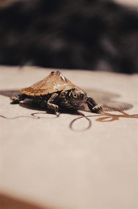 Image result for Turtle Hatching