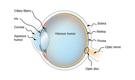 Image result for Aqueous Humor Eye Function