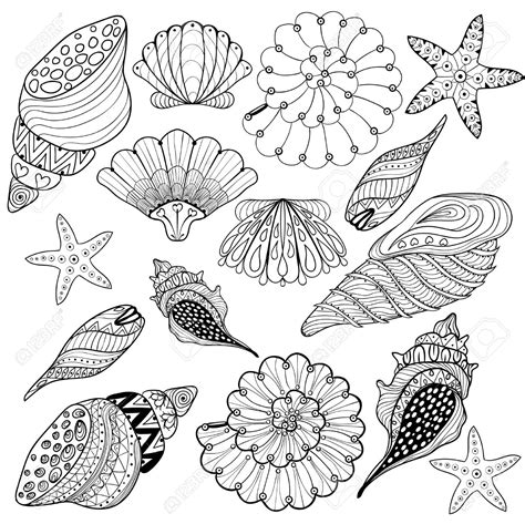 Image result for Seashell Shape Drawing Basic