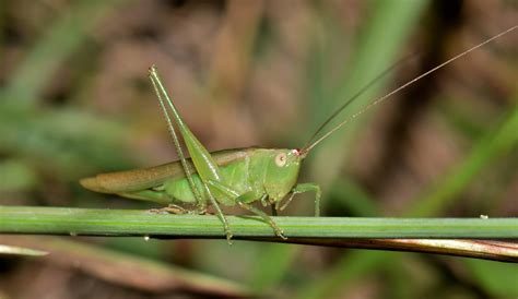 Image result for Flying Cricket Insect