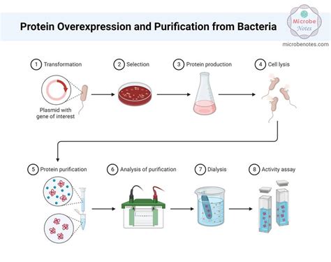 Image result for GenScript Protein Expression and Purification Challenges