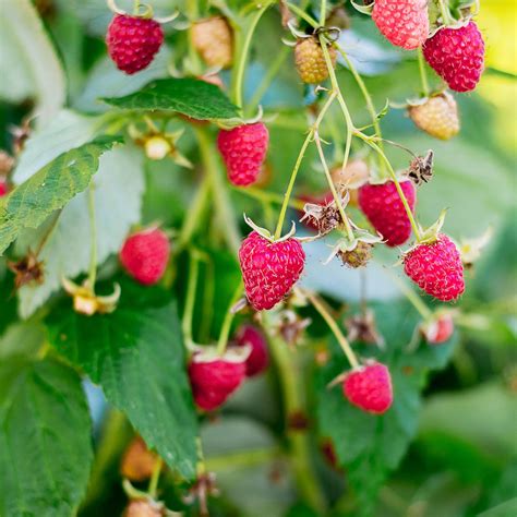 Image result for How to Plant Raspberry