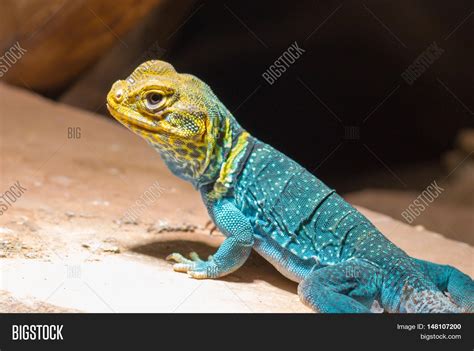 Image result for Blue Collared Lizard