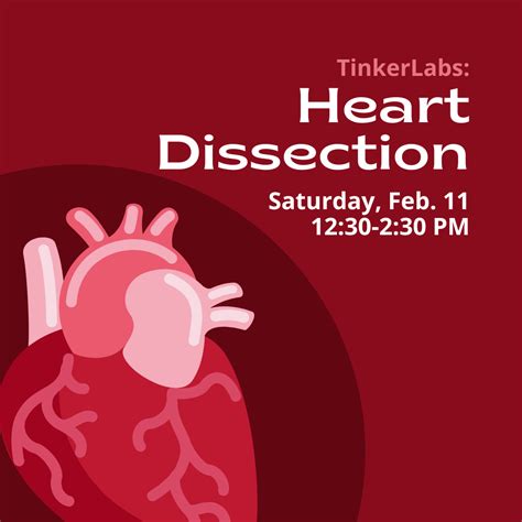 Image result for Heart Dissection