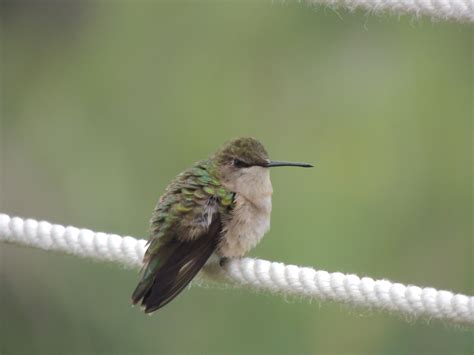 Image result for Ruby-throated Hummingbird