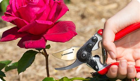 Image result for Pruning Knockout Roses for Spring