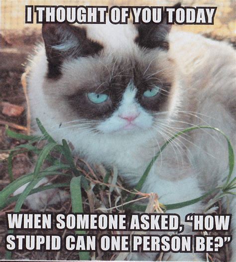 Image result for Grumpy Cat Humor