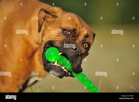 Image result for German Boxer