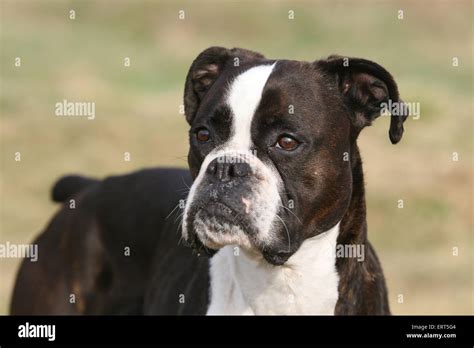 Image result for German Boxer