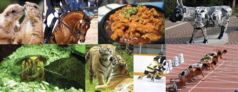 Image result for ImageNet Dataset