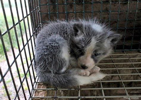 Image result for Fur Tree Farming