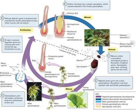 Image result for Plants Evolution Script