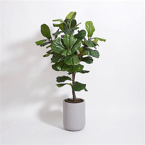 Image result for Fake Fiddle Fig Tree