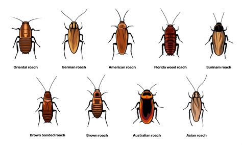 Image result for Types of Cockroaches Images