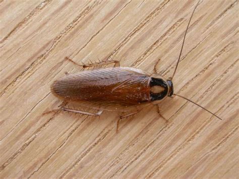 Image result for The Flying Cockroach Attack Comple