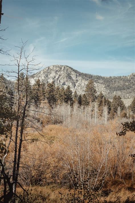 Image result for Python Mounten