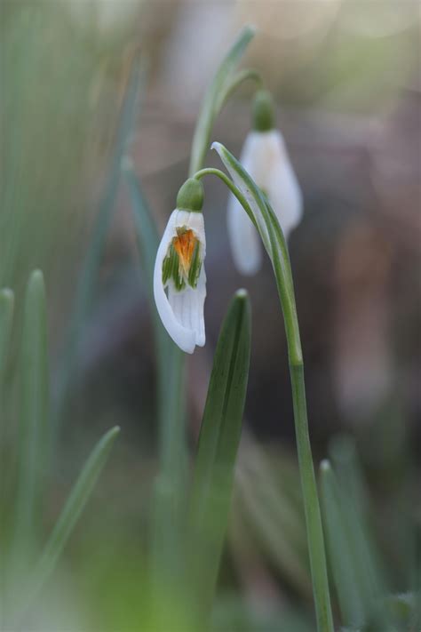 Image result for Snowdrop Pictures Free