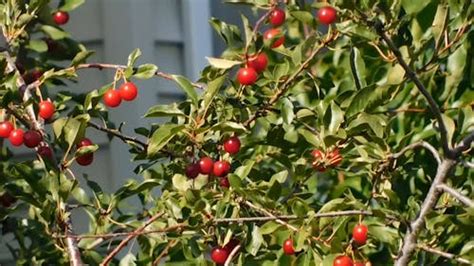 Image result for Cherry Tree Rust