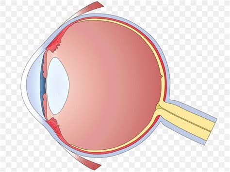 Image result for Eye Pattern Types