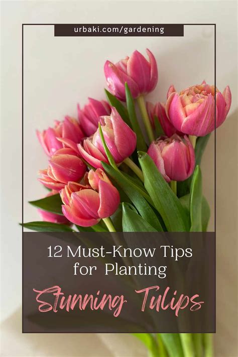 Image result for Tulip Planting Tips