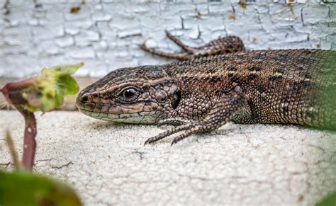 Image result for Lizard Face