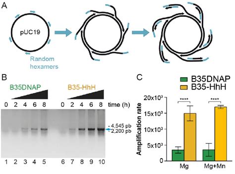 Image result for Multiple displacement amplification DNA Amplification Methods
