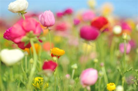 Image result for Springing Upseer